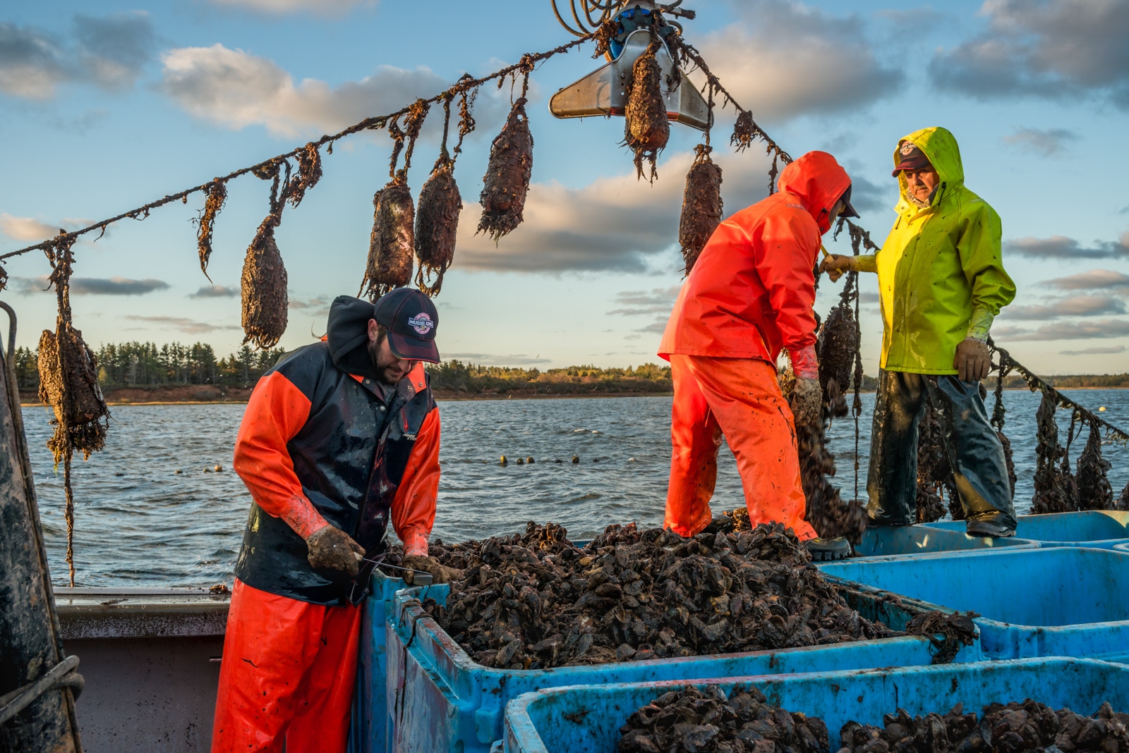 Mussel Harvesting - Heather Ogg Blog