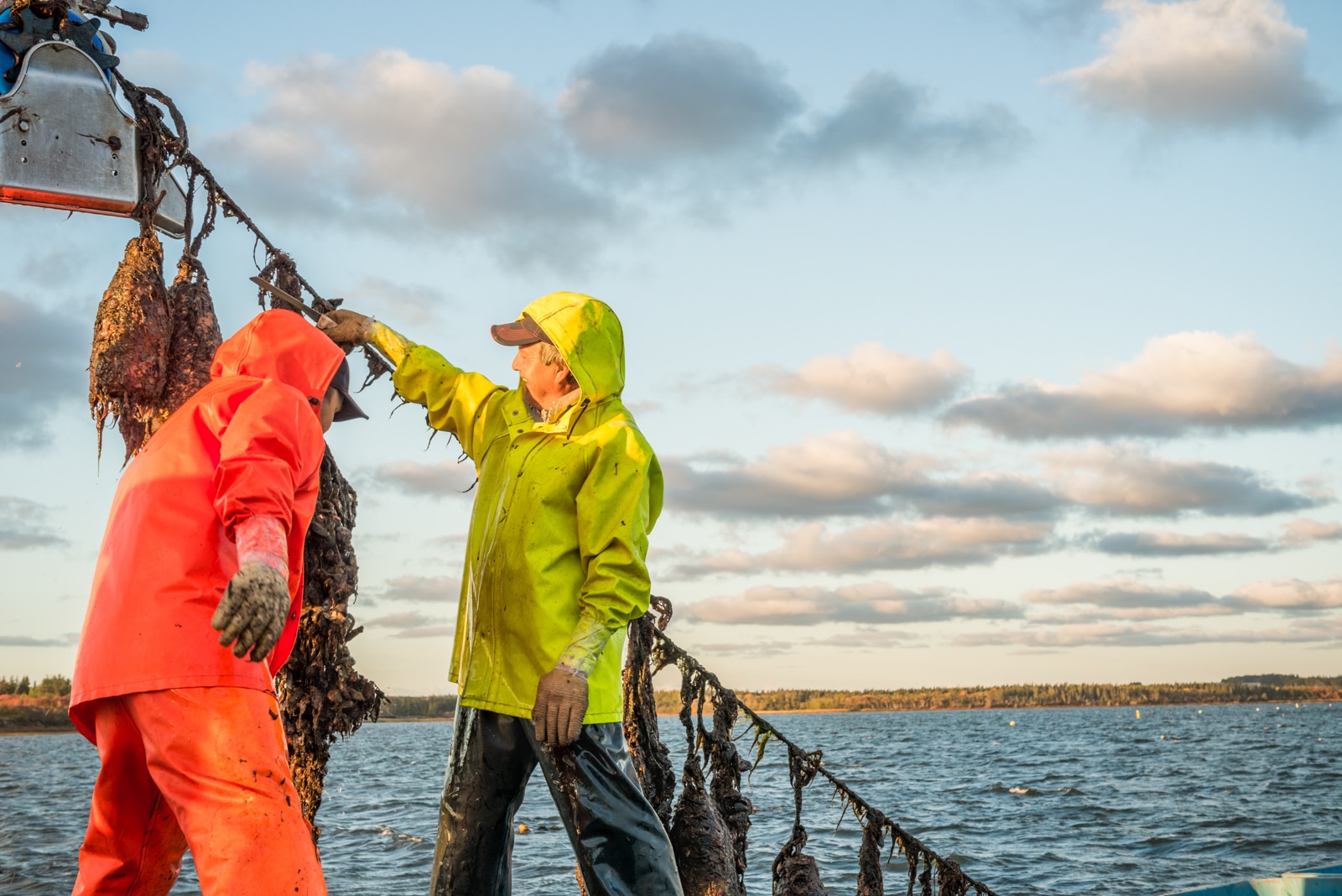 Mussel Harvesting - Heather Ogg Blog