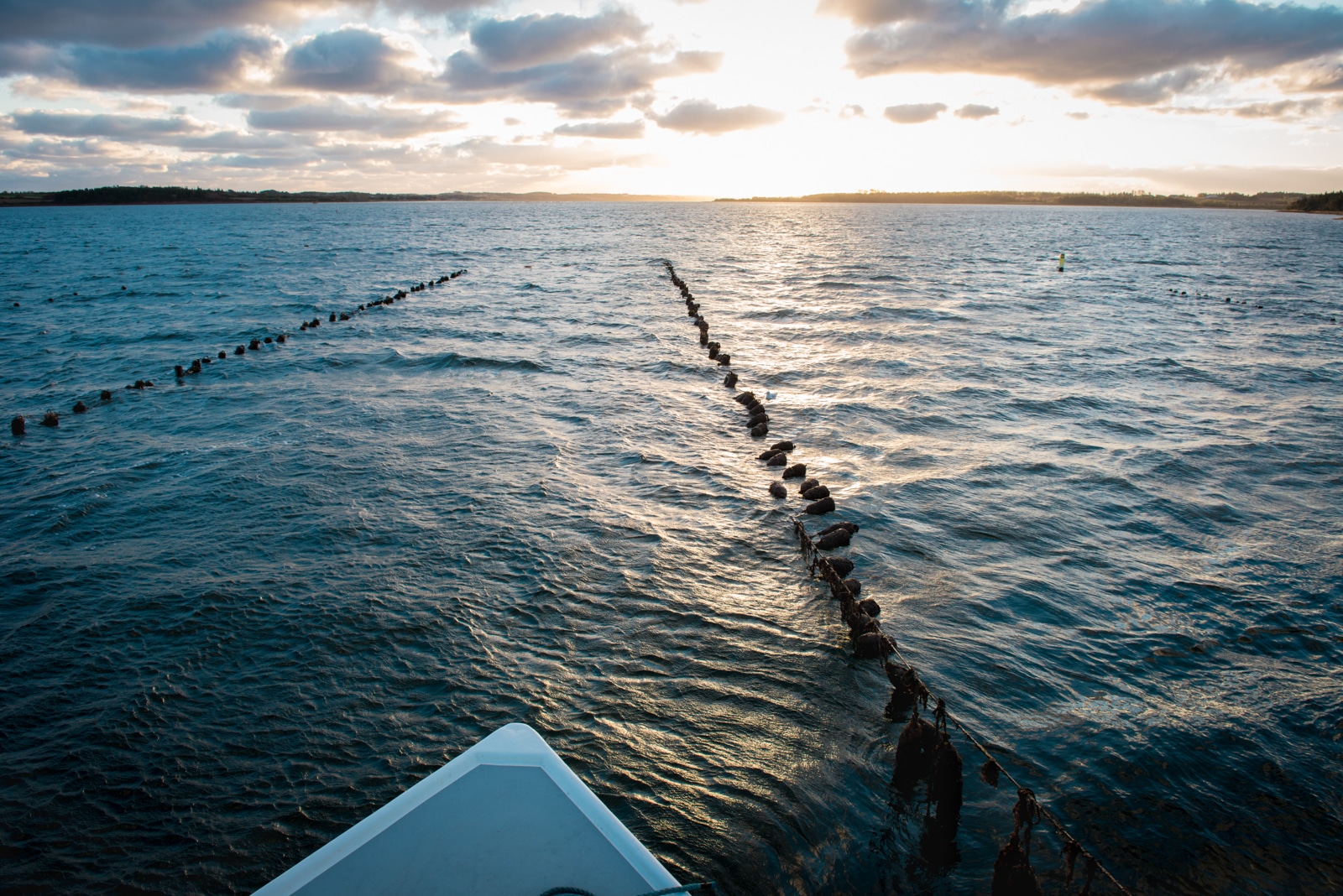 Mussel Harvesting - Heather Ogg Blog